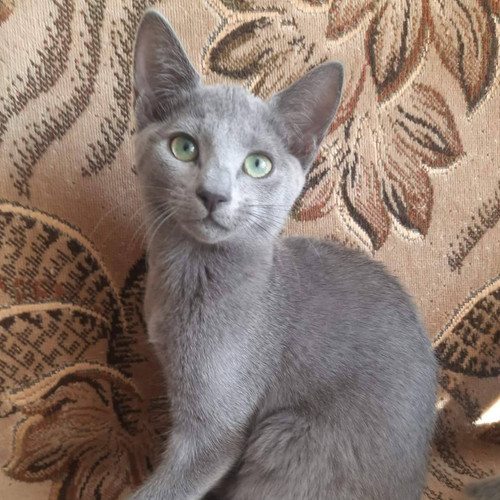 413 Xandra (U) purebred Russian blue female kitten | Kittens Up
