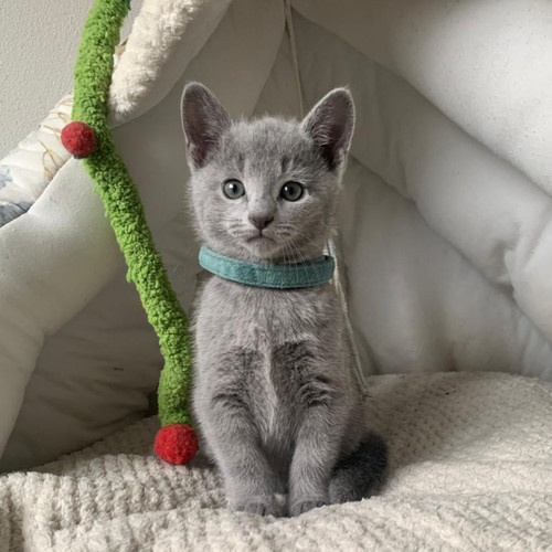 047 Bella (PL) purebred Russian blue female kitten | Kittens Up