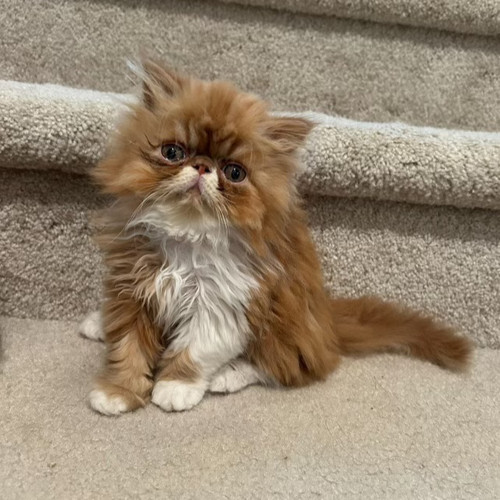 253 Ginger (U) Persian longhair male kitten | Kittens Up