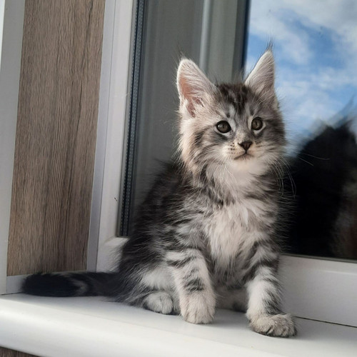 892 Indigo (U) Maine Coon Male kitten | Kittens Up