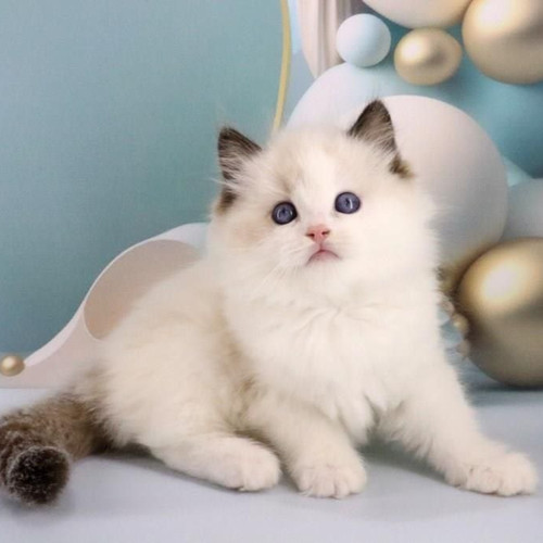 497 Venice (U) Ragdoll female kitten | Kittens Up