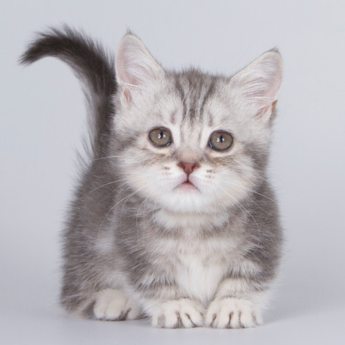 261 Caste (U) Munchkin shorthair male kitten | Kittens Up