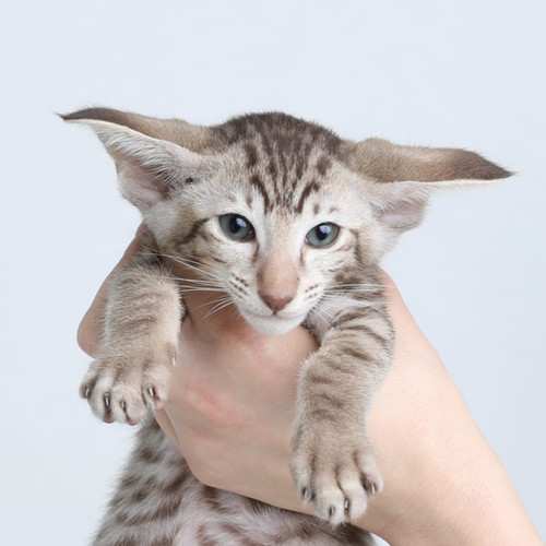 061 Kevin (R) Oriental male kitten | Kittens Up