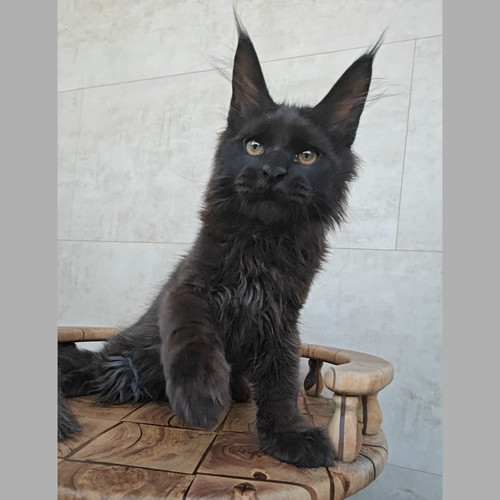 096 Samson (R) Maine Coon Male kitten | Kittens Up