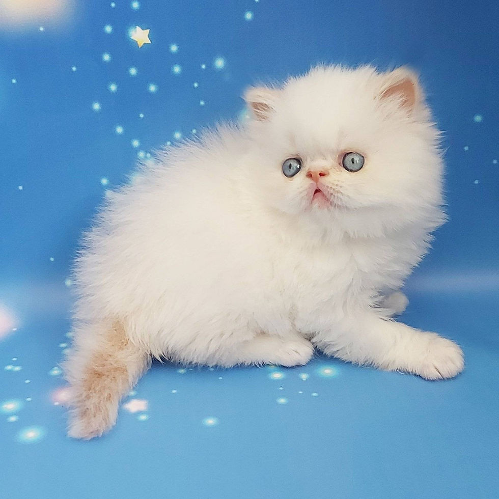 Explore Our Available Persian & Exotic Kittens and Cats for Sale in the USA