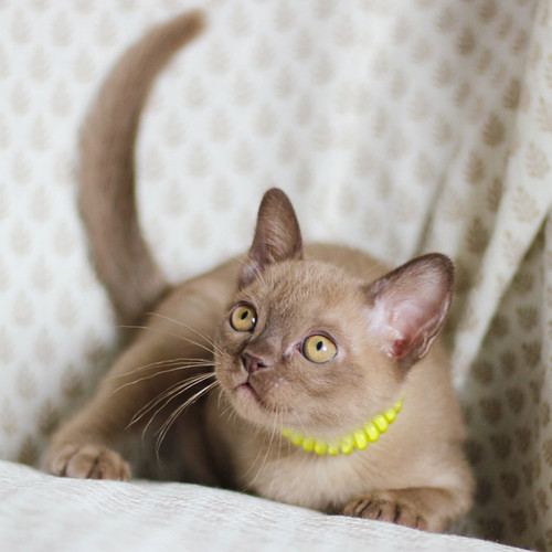 260 Velvet (U) Burmese american male kitten | Kittens Up