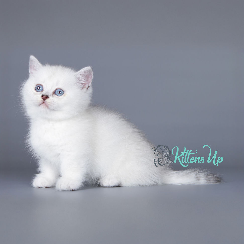 Munchkin Cats for Sale – Affordable, Purebred Munchkin Kittens ...