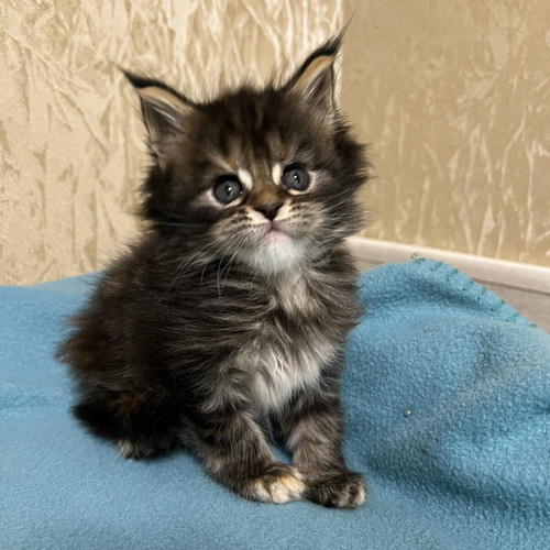 1348 Milaniya (U) Maine Coon female kitten | Kittens Up