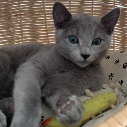 156 Beza (PL) purebred Russian blue female kitten | Kittens Up