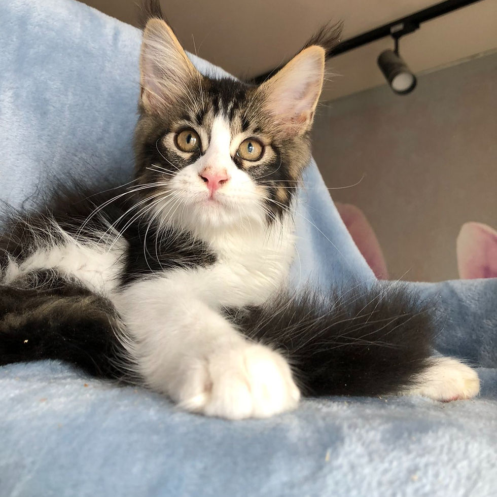 876 Norman (U) Maine Coon male kitten | Kittens Up