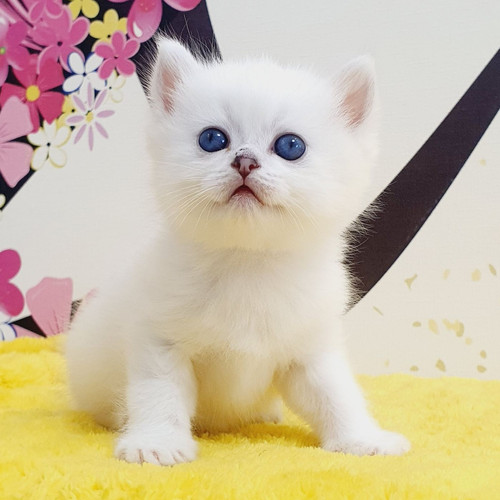 278 Otis (U) British shorthair male kitten | Kittens Up