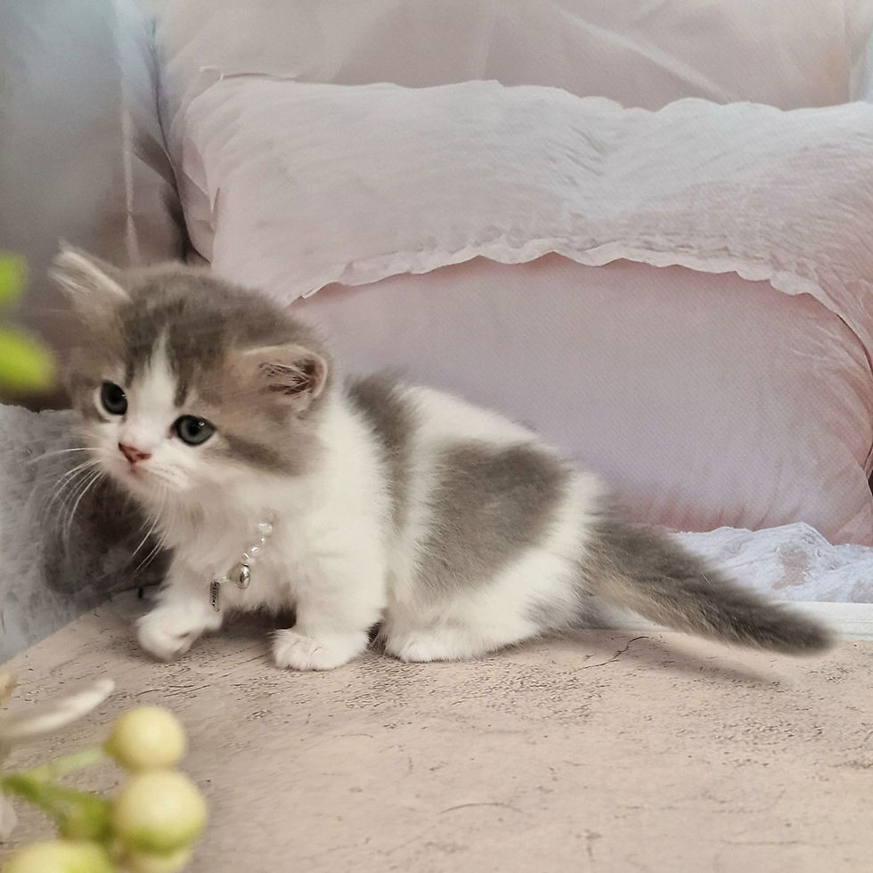 Buy Munchkin Kittens & Cats from the Finest Breeders in the USA