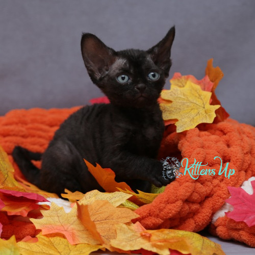 558 Gafman (R) Devon Rex male kitten | Kittens Up