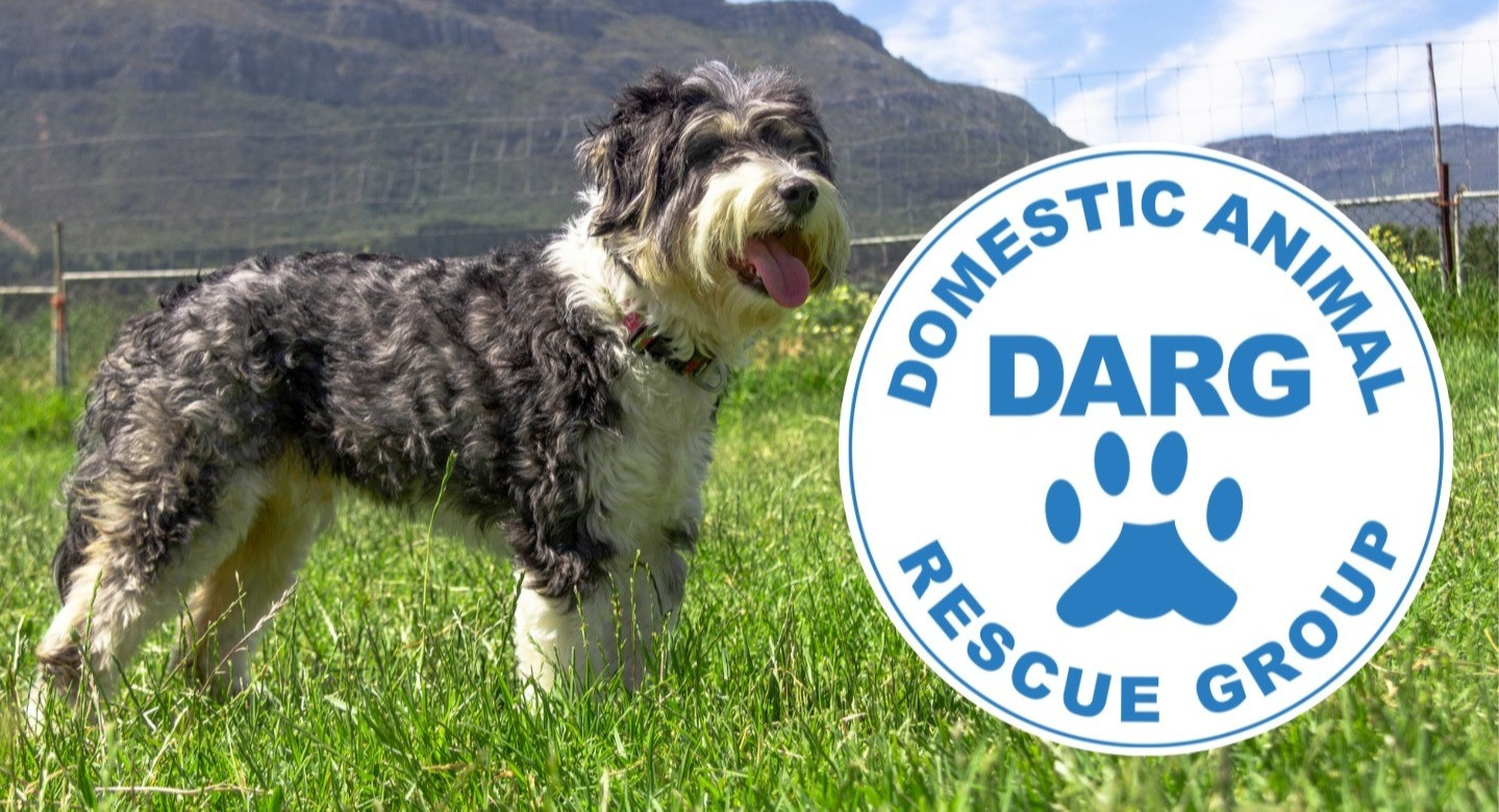DARG | Domestic Animal Rescue Group | Hout Bay, Cape Town | Animal Welfare