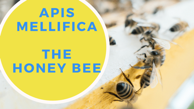 Benefits of Homeopathic Remedy Apis, how to use Apis Mellifica Benefits of Homeopathic Remedy Apis, how to use Apis Mellifica