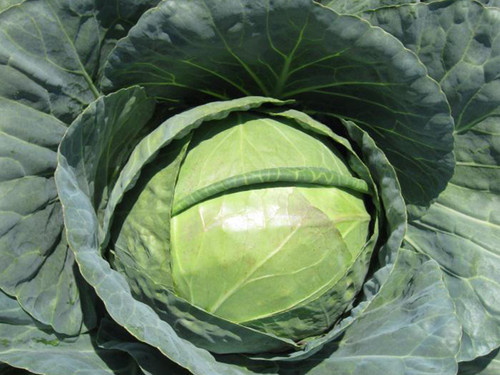 Cabbage -Optima | Wd Seedlings