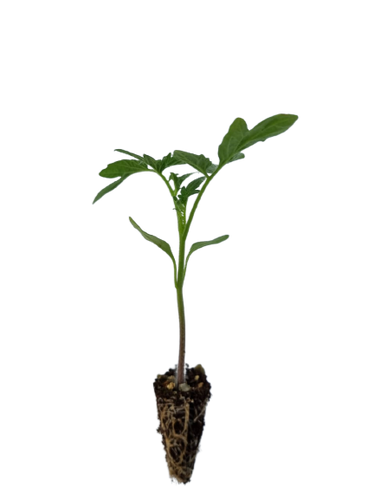 Tomato - Star 9001 | Wd Seedlings