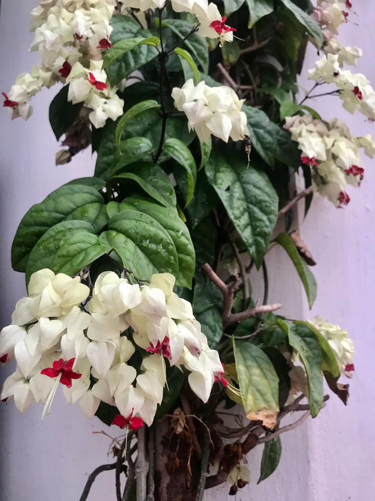 Clerodendrum Thomsoniae (Clerodendro africano)