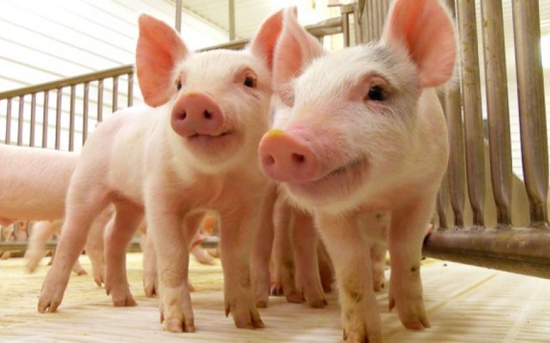 Virus de la fiebre aftosa se disemina mucho más agresivamente en cerdos ...