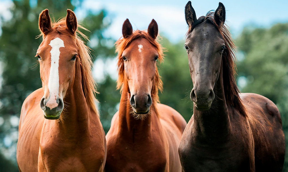 Conoce más de Piroplasmosis equina