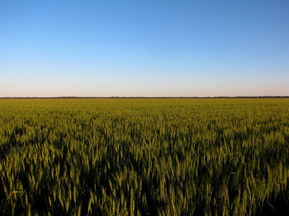 Willoway Farming | Australia