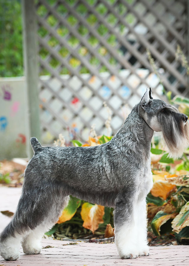 standard schnauzer stud
