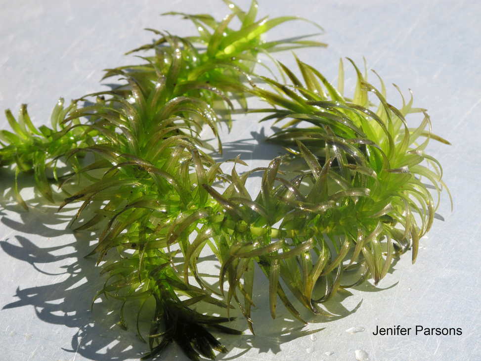 Invasive Brazilian Elodea Found in Long Lake