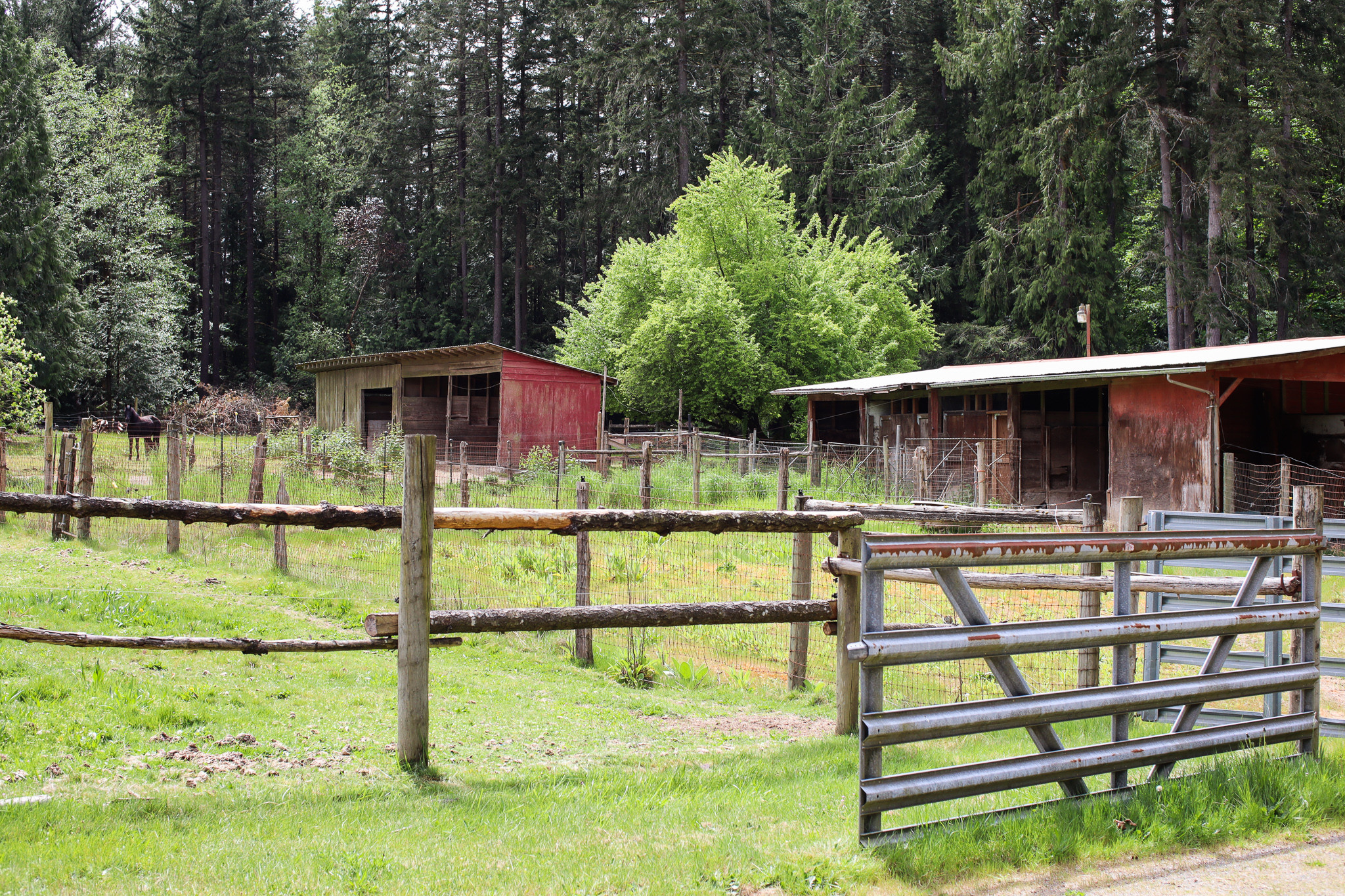 Choosing the First Homestead Animal