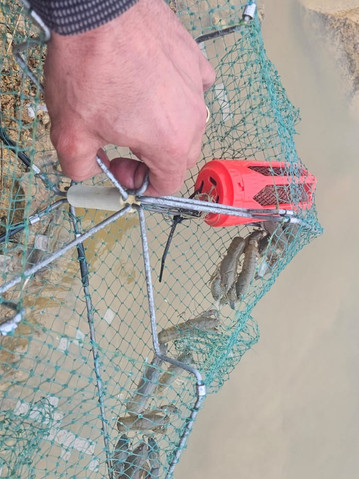 Innovative Yabby Nets | BCK Outdoors