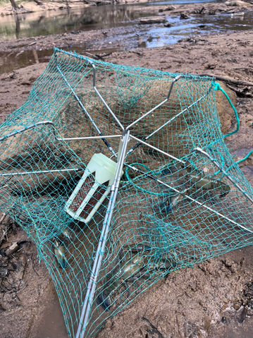 Innovative Yabby Nets | BCK Outdoors