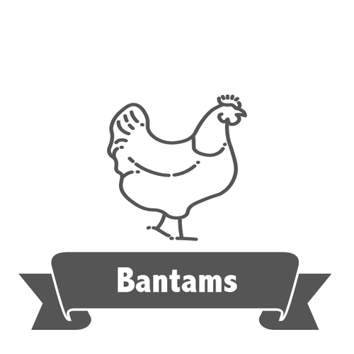 Bantams | Nebraska Poultry