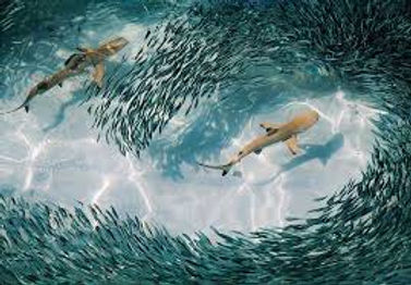 Anywise survives as a little fish in a pond full of sharks