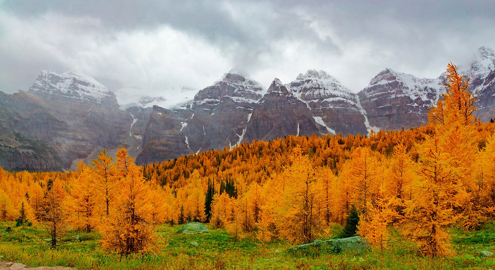 The Culture Tree: Seasons