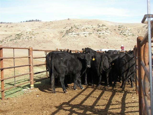 Deesing Livestock Handling Corrals | Cattle Corral Designs