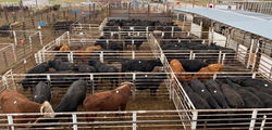 Home | Gordon Livestock