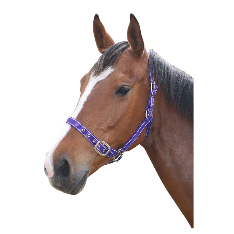 Horse Halters NZ | Rope Halters NZ | tackshop.co.nz 2/3