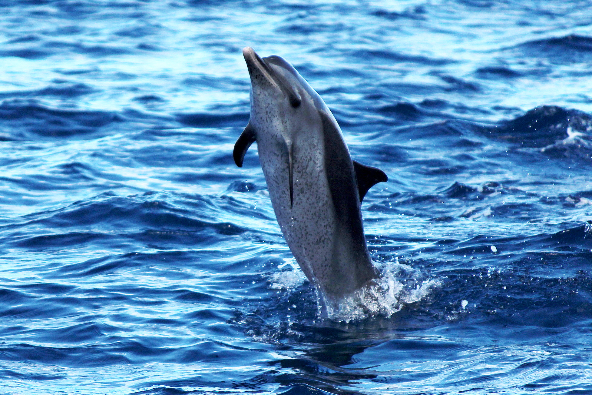dauphins martinique-Sortie en mer-Caribbean decouverte.com