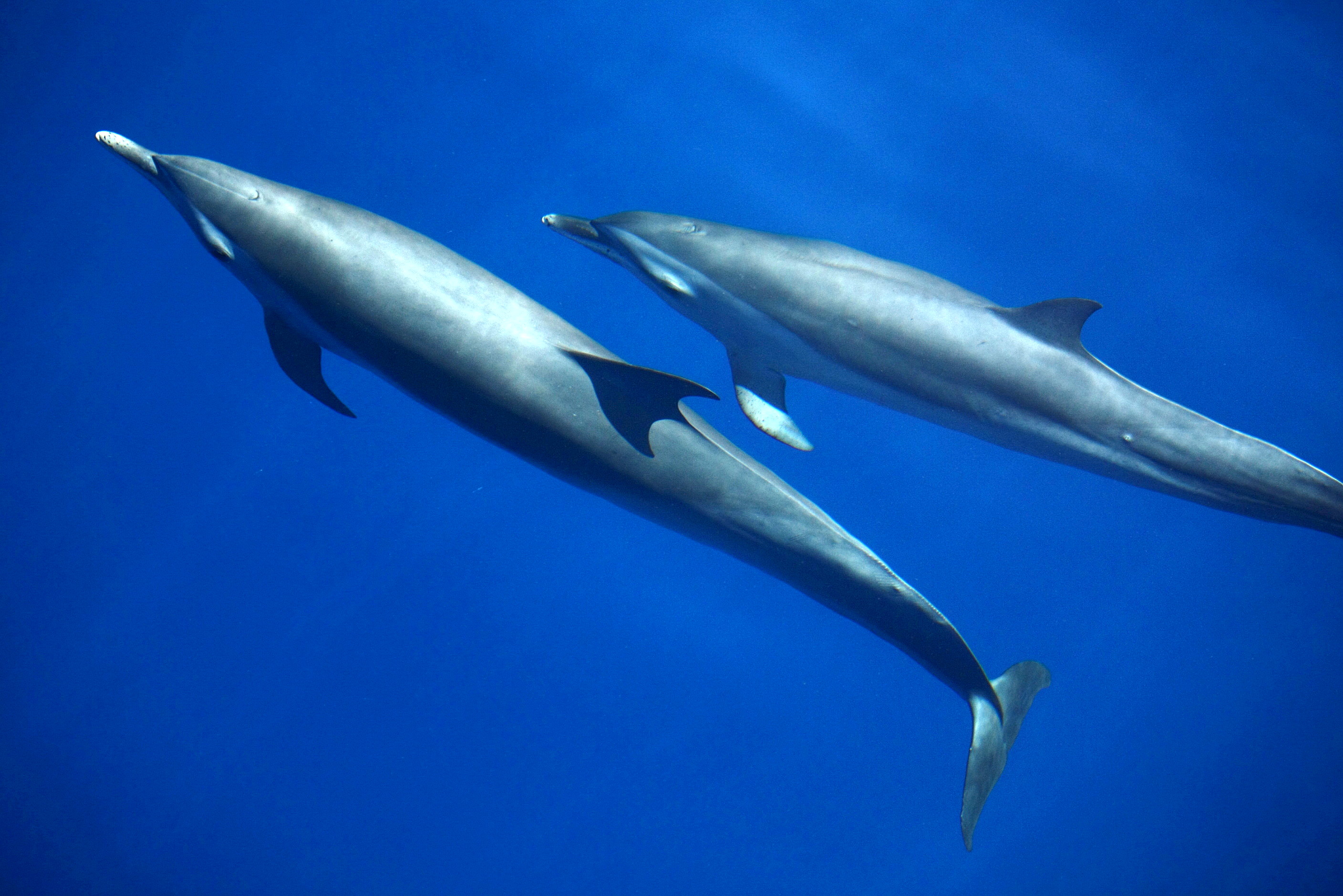 dauphins martinique-Sortie en mer-Caribbean decouverte.com