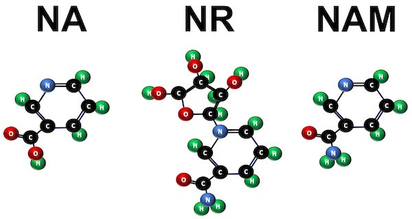 NAD Precursors | Science of NAD