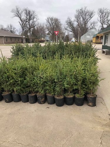 #400 pot Conifers | Kingsbury County Con