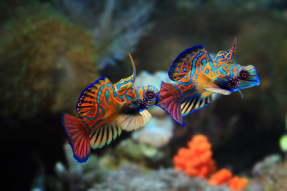 Species Spotlight: Mandarin Dragonette