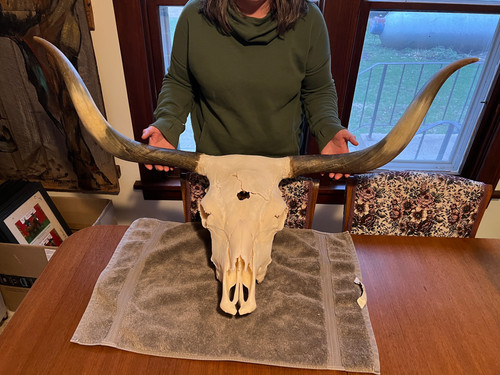 Scottish Highland Skull - European Mount | Mysite