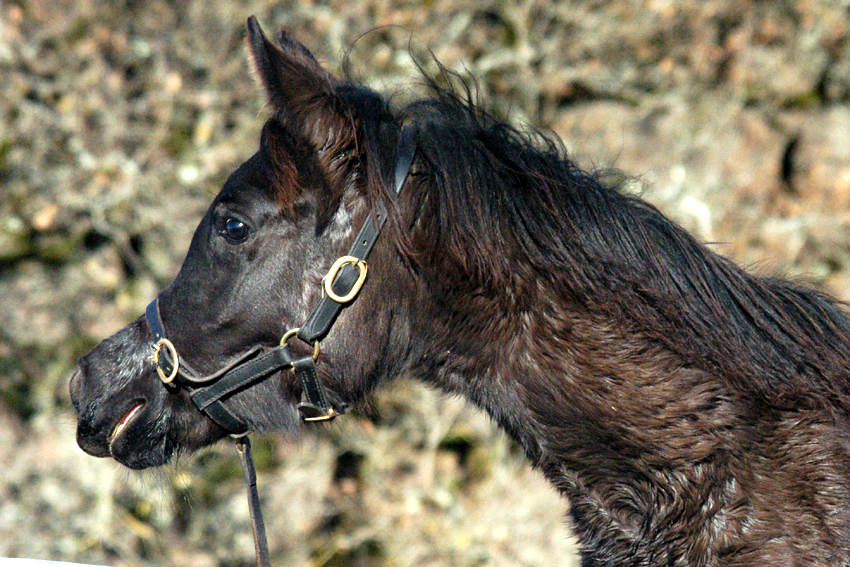 Les étalons - Ecuries el Mazel