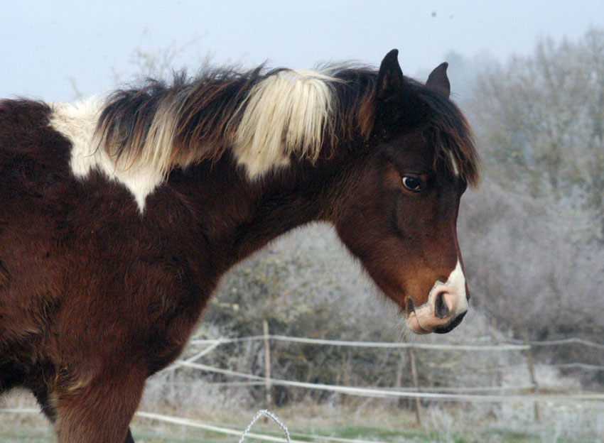 Les étalons - Ecuries el Mazel