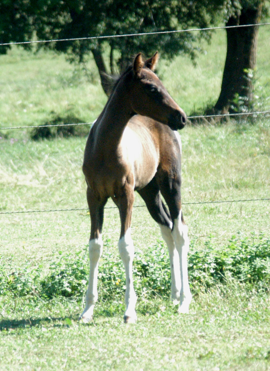 Les étalons - Ecuries el Mazel