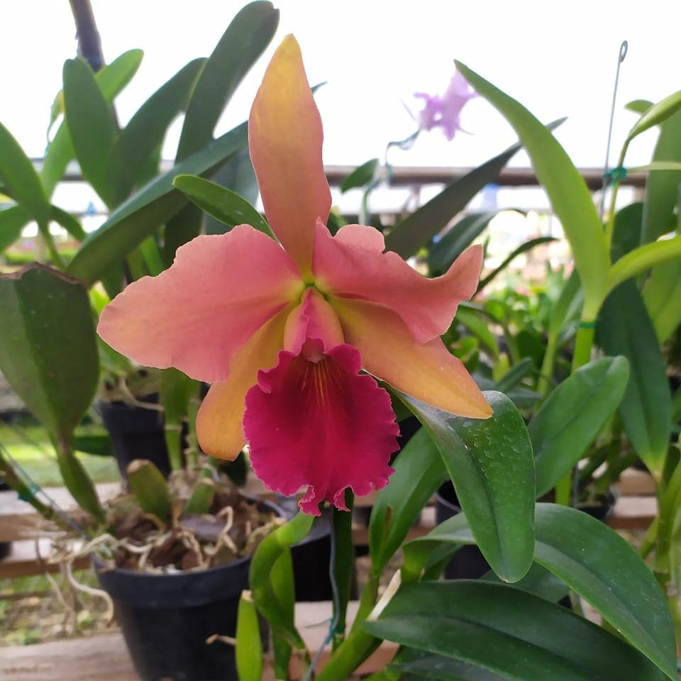 Orquideas Cattleyas | Orquideasinspira