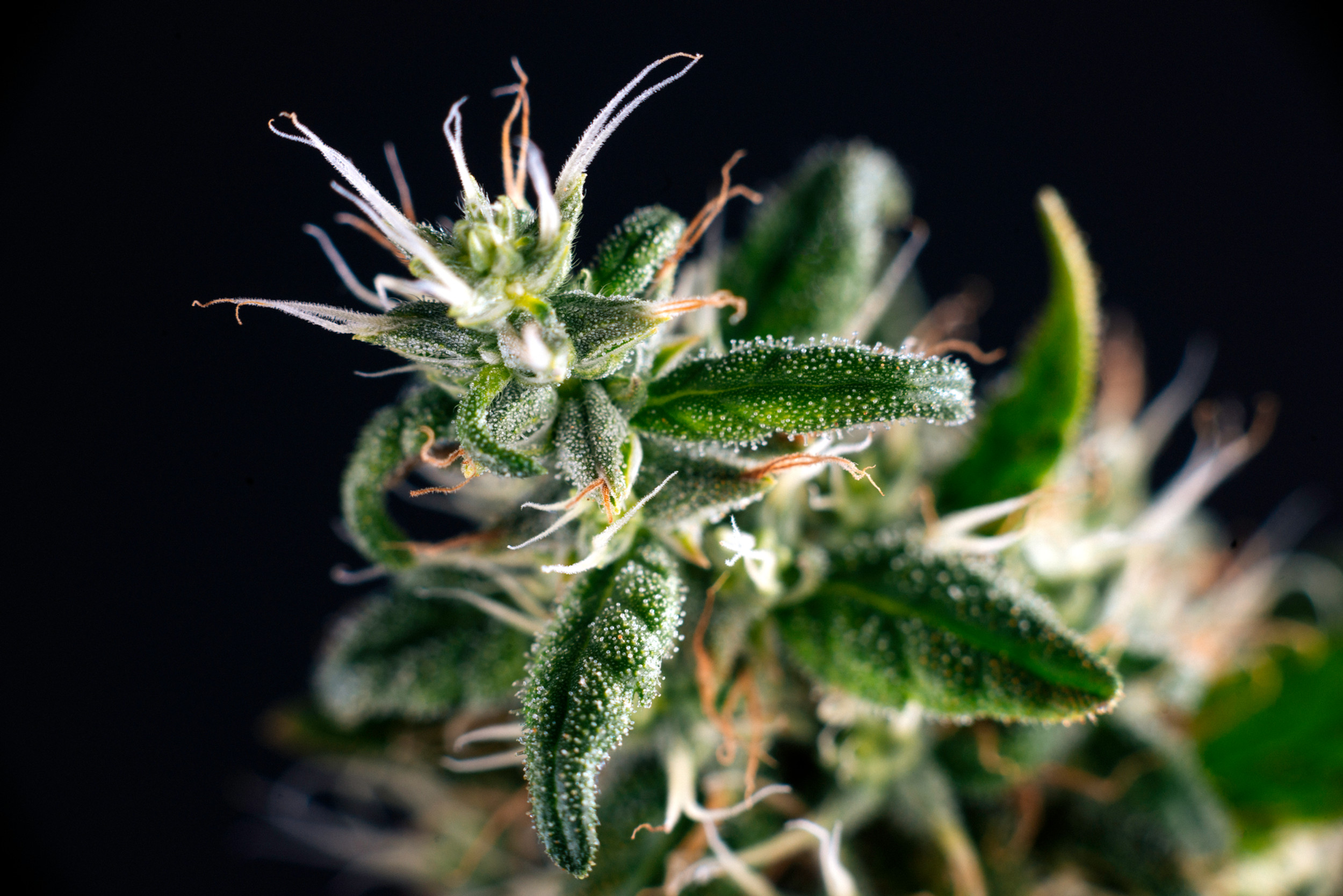 Blog | Tell All Complete Guide About All Cannabis Strains