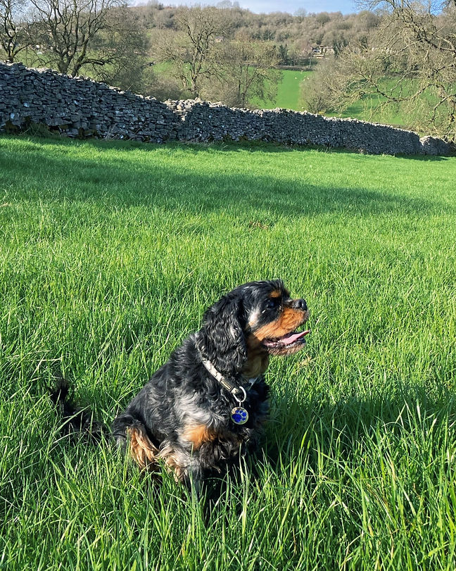 Home | Scallywags Matlock & Bakewell Dog Walking, Boarding, Pet Visits ...