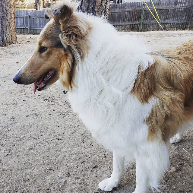 HOME | High Altitude Collies | Colorado, USA