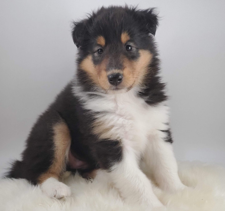 HOME | High Altitude Collies | Colorado, USA